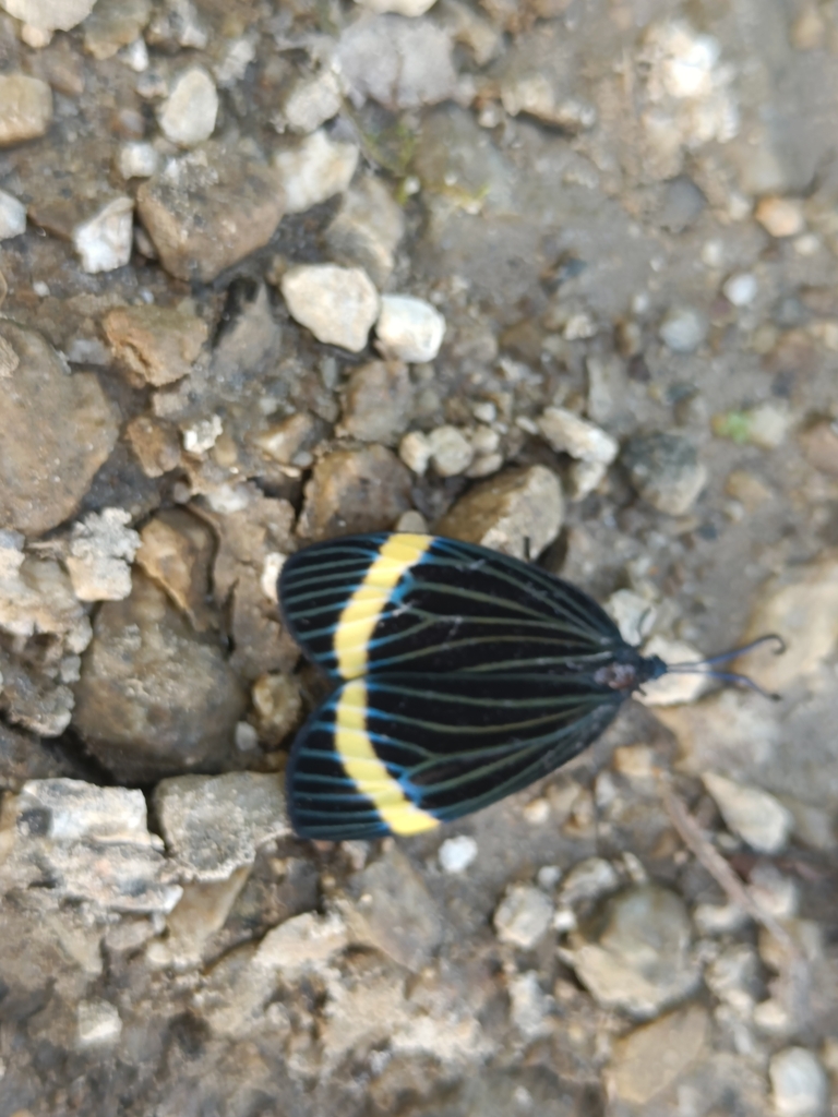 Pidorus circe in September 2024 by Temjen · iNaturalist