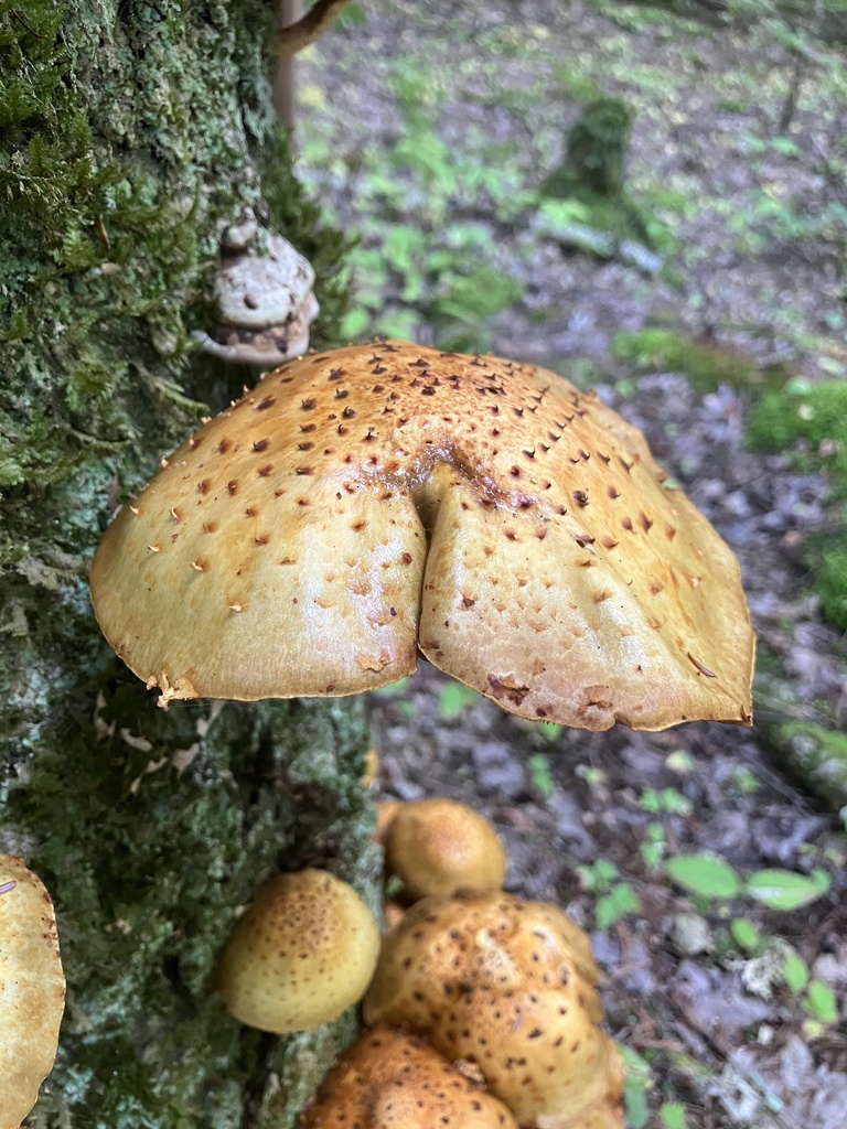 Golden Pholiota from Ottawa National Forest, Pelkie, MI, US on ...