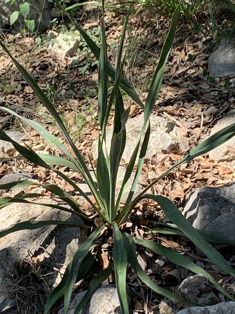 Twisted-leaf Yucca from Redriver Dawn, San Antonio, TX, US on September ...