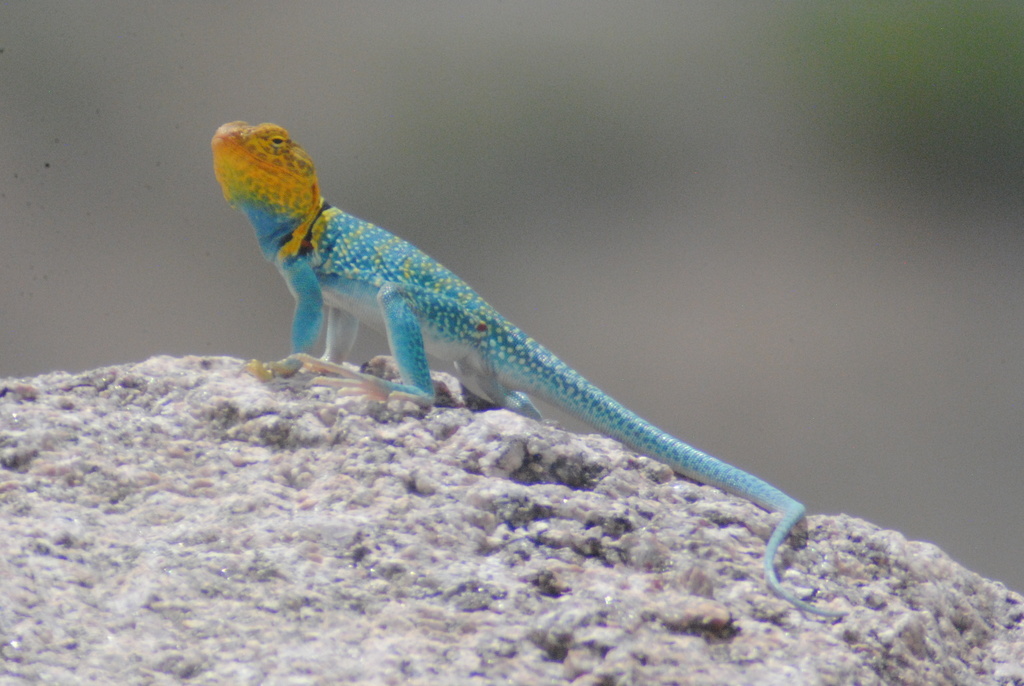 Yellow-headed Collared Lizard from Mesa County, CO, USA on June 20 ...