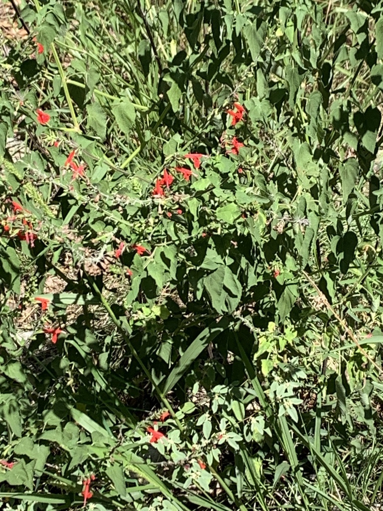 Tropical sage from Far North Central, San Antonio, TX, US on September ...