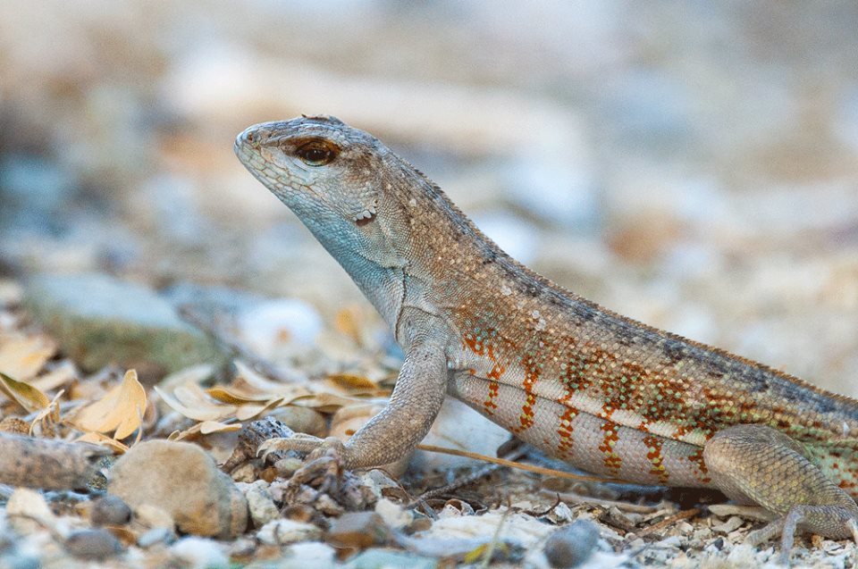 Hispaniolan Khaki Curlytail (Leiocephalus schreibersii) (I) (Wildlife ...
