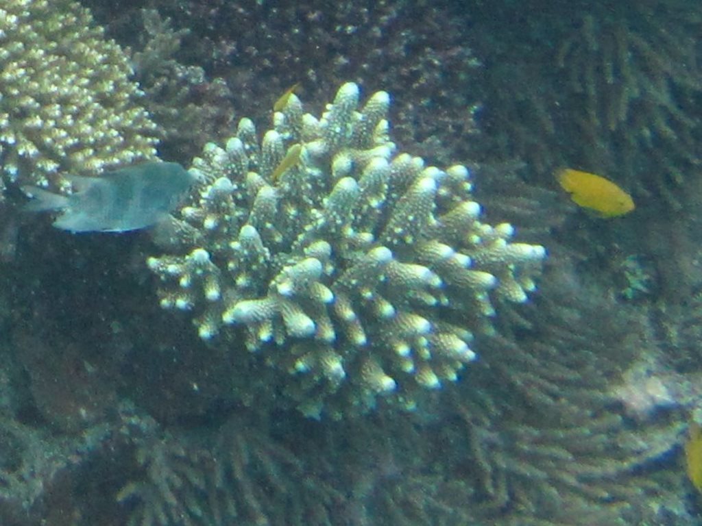 Acropora samoensis (Brook, 1891)