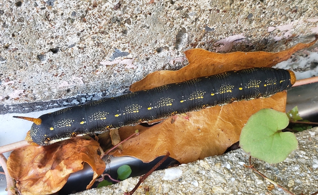 White-lined Sphinx in September 2024 by Hannah Pryor · iNaturalist
