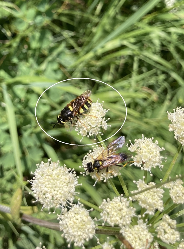 Stratiomys from Glacier County, MT, USA on July 27, 2024 at 01:16 PM by ...
