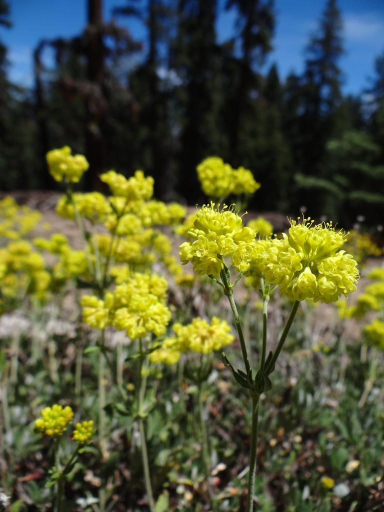 nevada sulphur flower ((Most) Wildflowers of Sagehen Creek Basin, CA ...