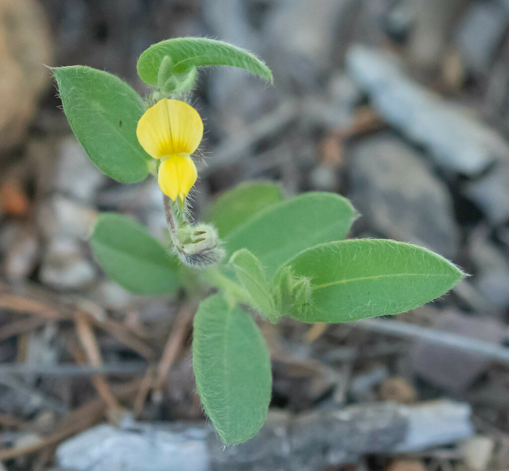 arrowhead rattlebox from Cochise County, AZ, USA on September 3, 2024 ...