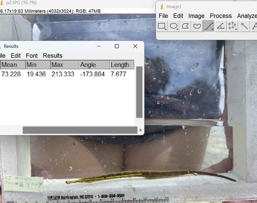 Dusky Pipefish from City Island, Sarasota, FL 34236, USA on September 9 ...