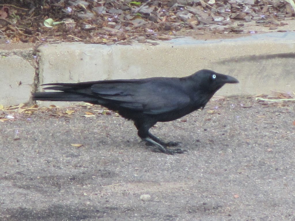 Eastern Australian Raven (Wildlife at airports near Sydney) · iNaturalist
