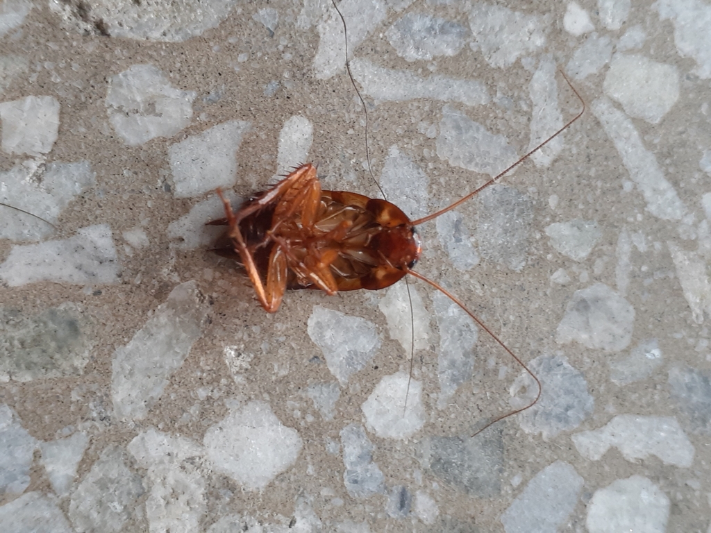 American Cockroach from Manizales, Caldas, Colombia on September 16 ...