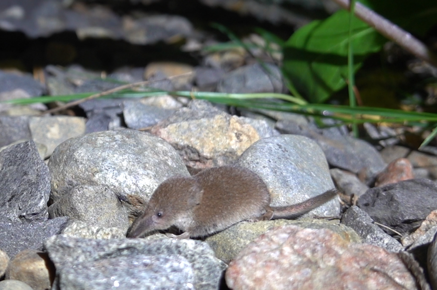Eurasian Pygmy Shrew from Keski-Karjala, Suomi on September 16, 2024 at ...