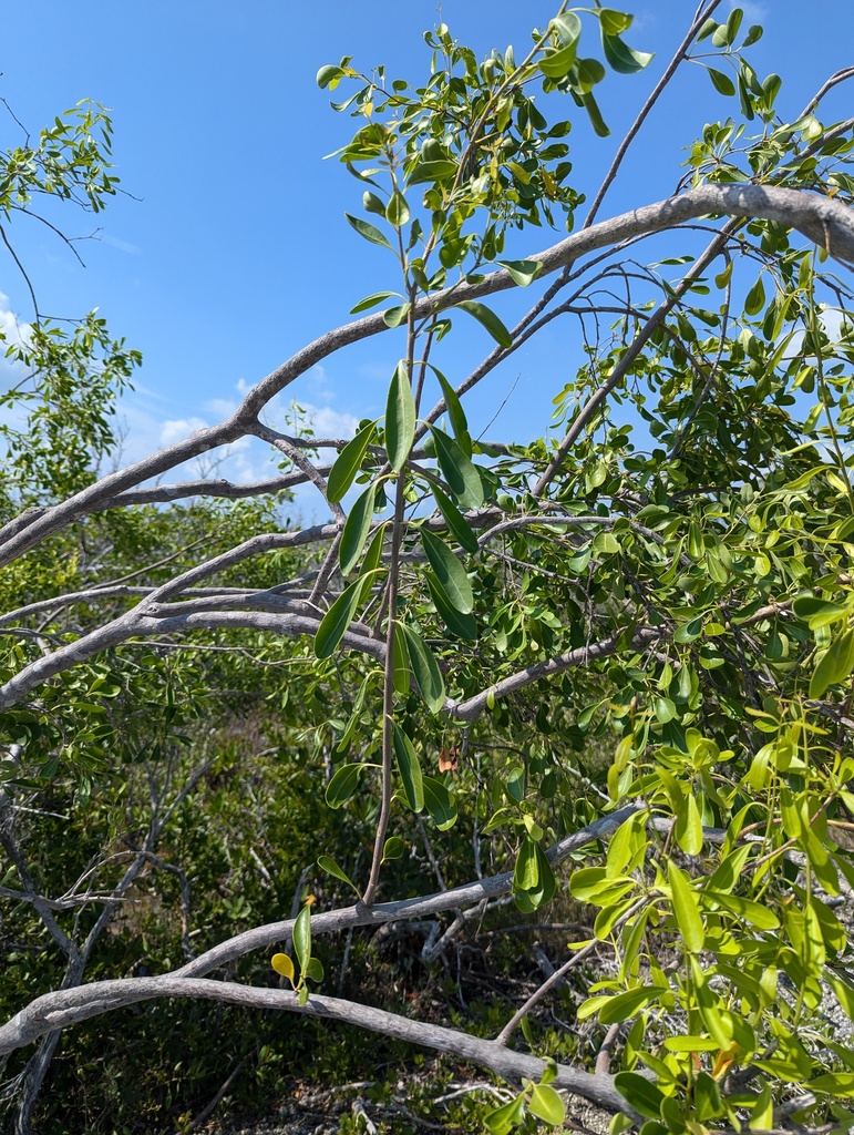Blolly from Monroe County, FL, USA on September 16, 2024 at 11:24 AM by ...