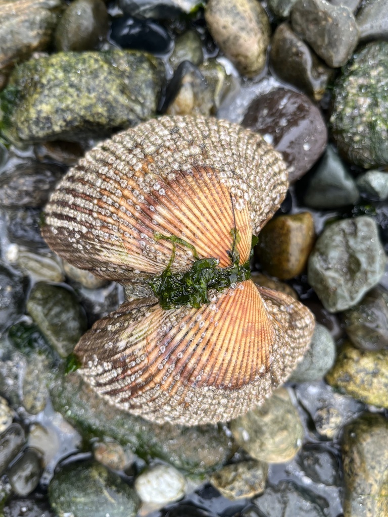 Cockles from Possession Sound, Mukilteo, WA, US on September 16, 2024 ...