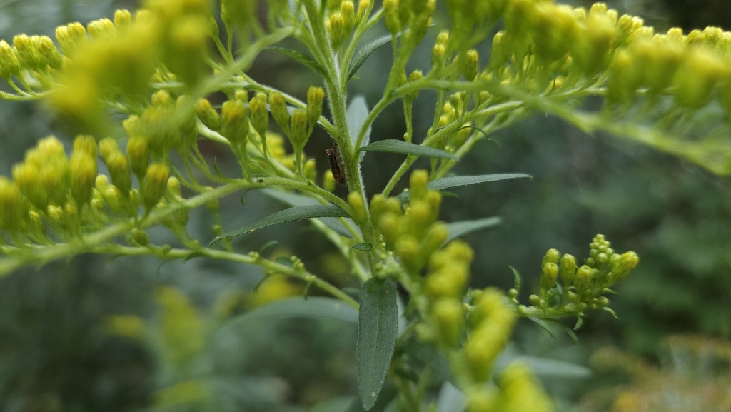 Goldenrod Leaf Miner Beetle from Regional Municipality of Peel, ON ...