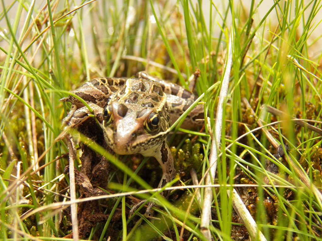 American Water Frogs from Bruce County, ON, Canada on August 20, 2018 ...