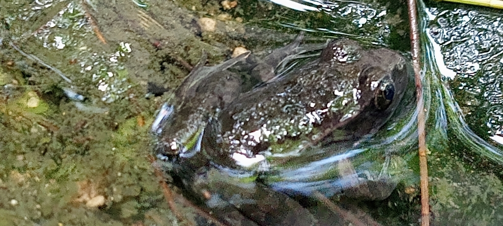Transverse Volcanic Leopard Frog from PJ25+R6, Colinas de San Javier ...