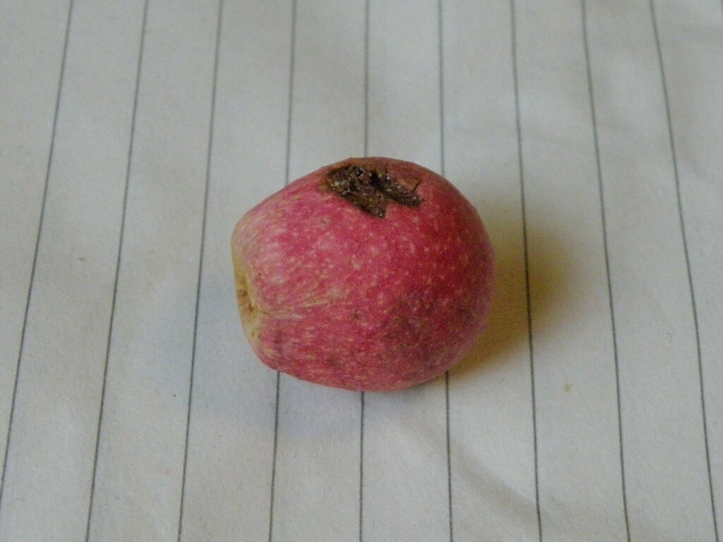 Amphibolips quercusfuliginosa in September 2024 by Lisa Appelbaum ...