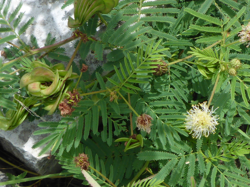 Illinois bundleflower from Travis County, TX, USA on June 26, 2019 at ...