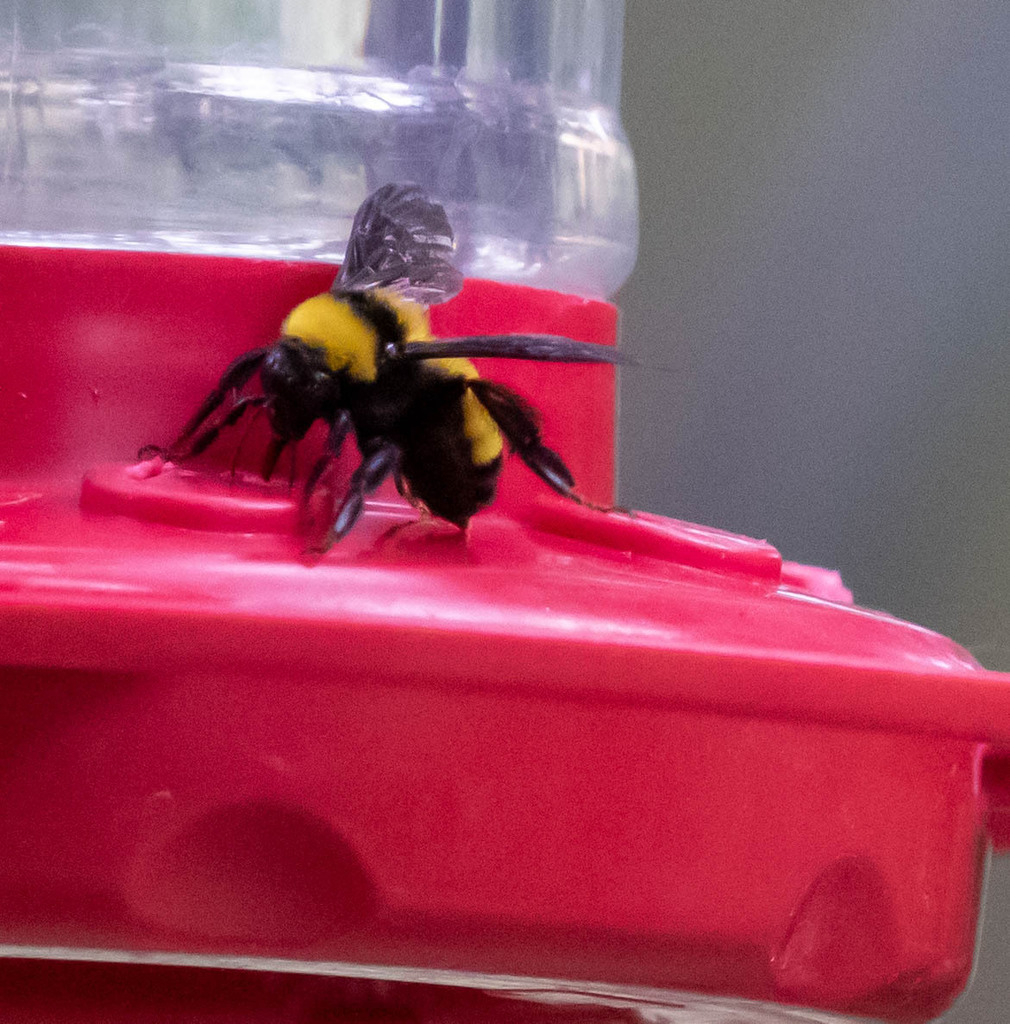 Sonoran Bumble Bee from Cochise County, AZ, USA on September 1, 2024 at ...