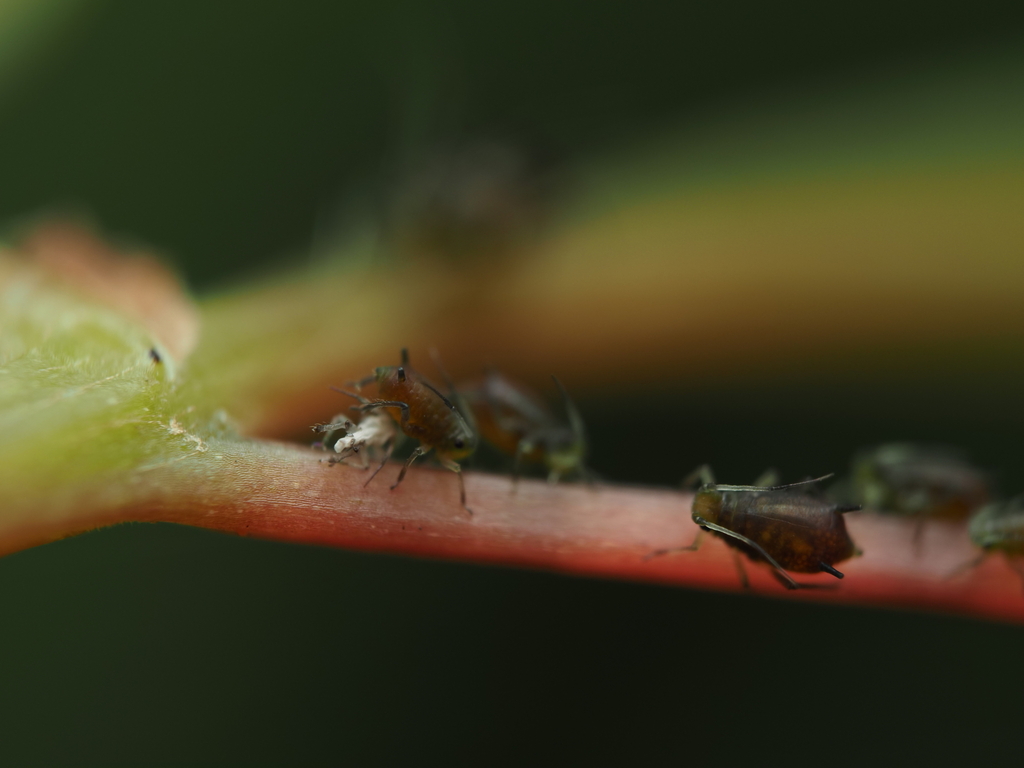 Aphids from Coral Terrace, FL, USA on September 15, 2024 at 11:58 AM by ...