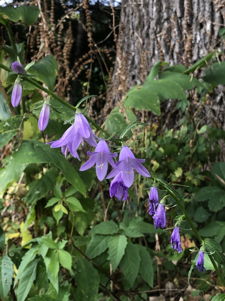Creeping Bellflower from Tallyho Ln, Shorewood Hills, WI, US on ...