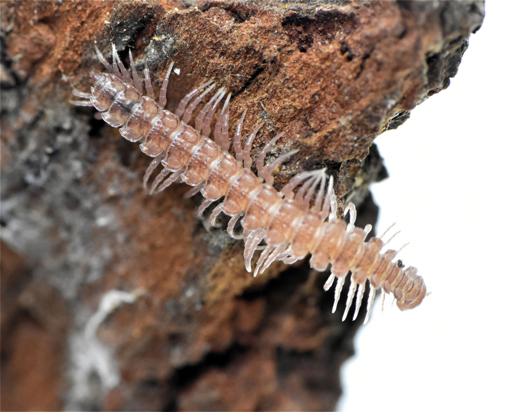 Polydesmus from Bosque de Chapultepec I Secc, Ciudad de México, CDMX ...