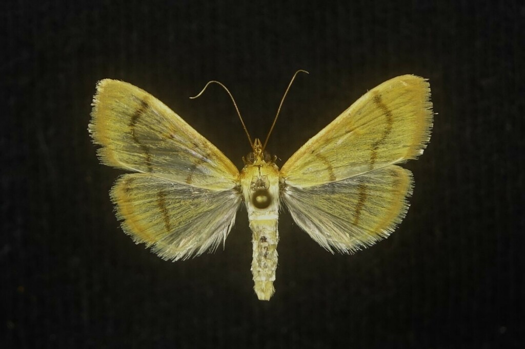Common Caramel Moth from Caroline County, MD, USA on September 6, 2024 ...