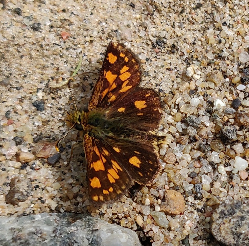Arctic Skipper (Acadia National Park Butterfly Guide 🦋) · iNaturalist NZ