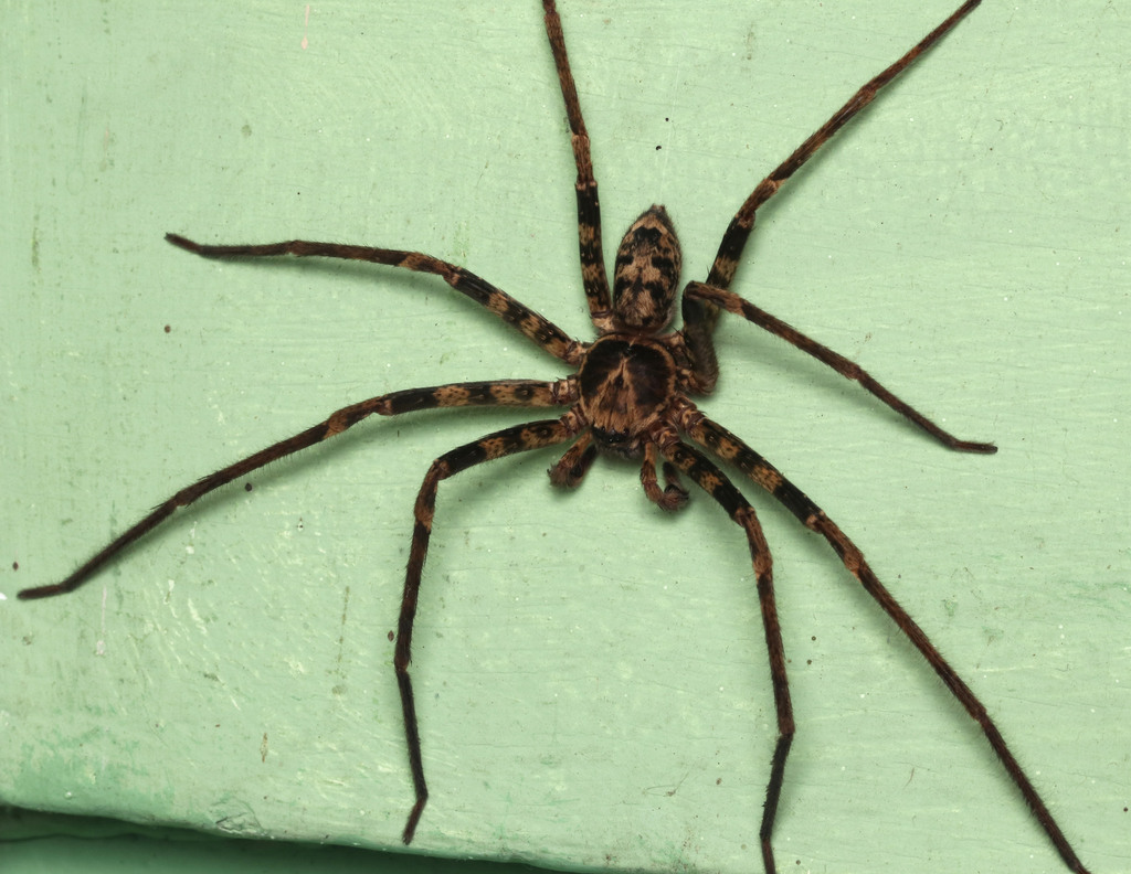 Long-legged Huntsman Spider in August 2024 by juliegraham173 · iNaturalist