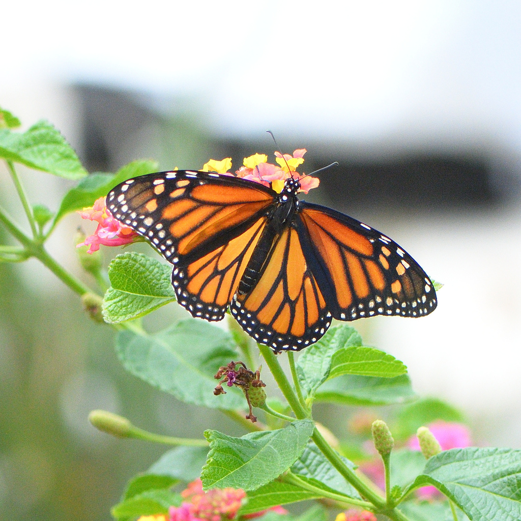 Monarch in September 2024 by Daryl Williams · iNaturalist