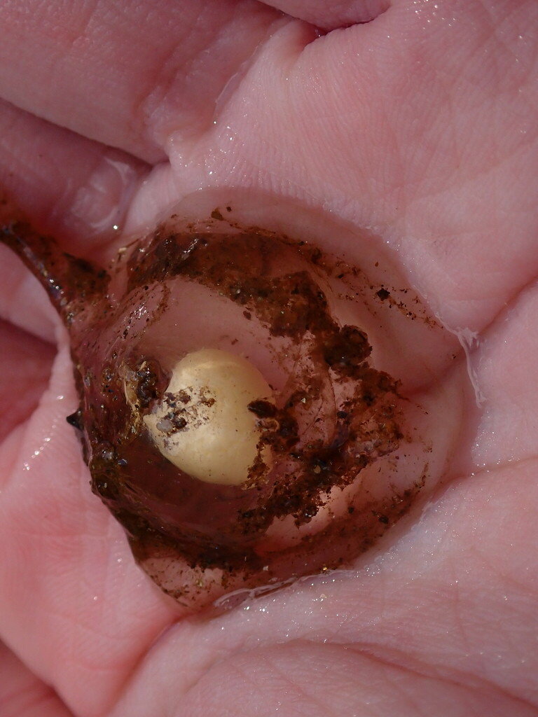 Eastern Hellbender in September 2024 by sunny tyson. naturally ...