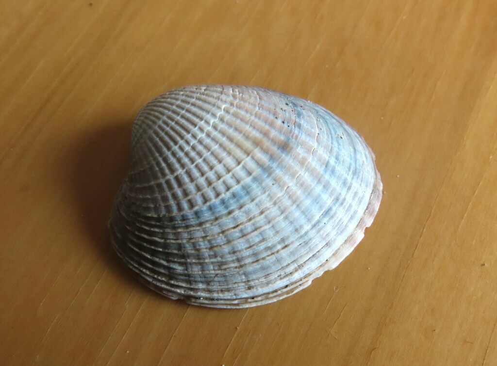 New Zealand Cockle from Paraparaumu Beach, Paraparaumu 5032, New ...