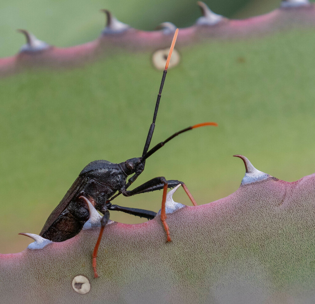 Giant Agave Bug from Cochise County, AZ, USA on September 02, 2024 at ...