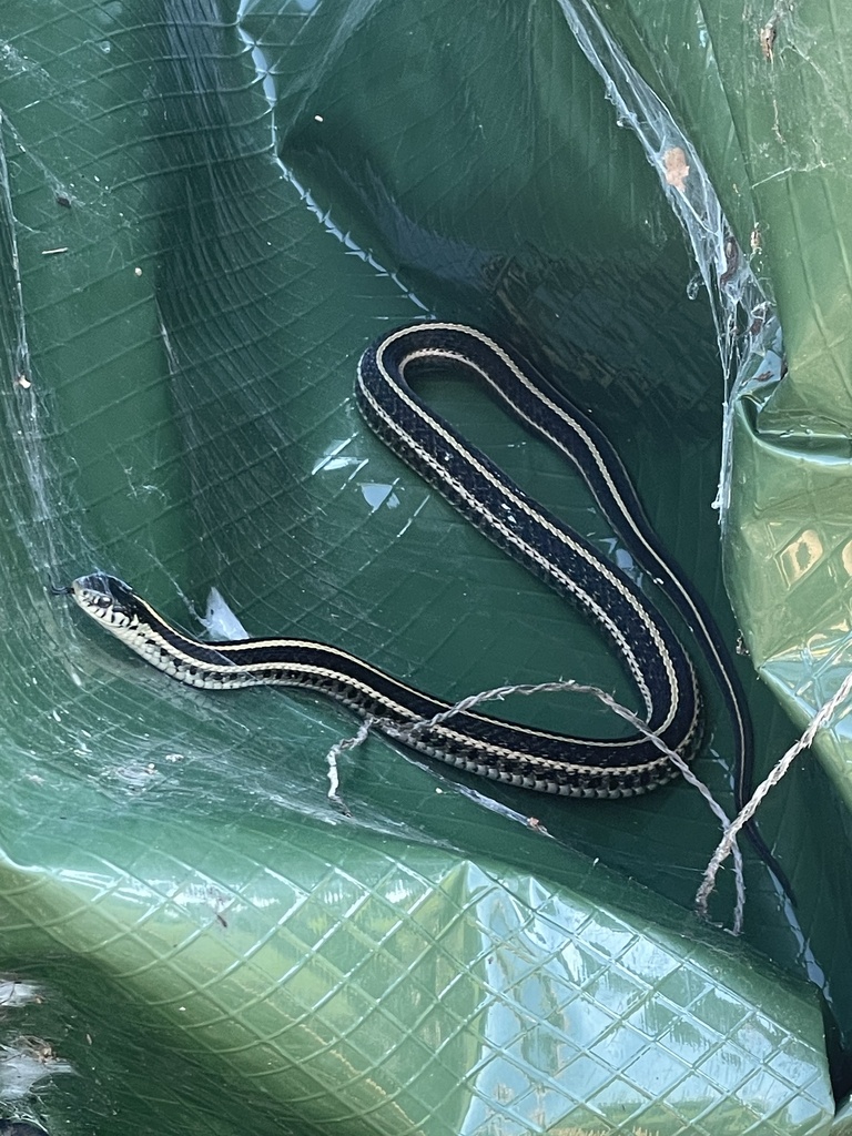 Plains Garter Snake from Round Lake Park, Eden Prairie, MN, US on ...