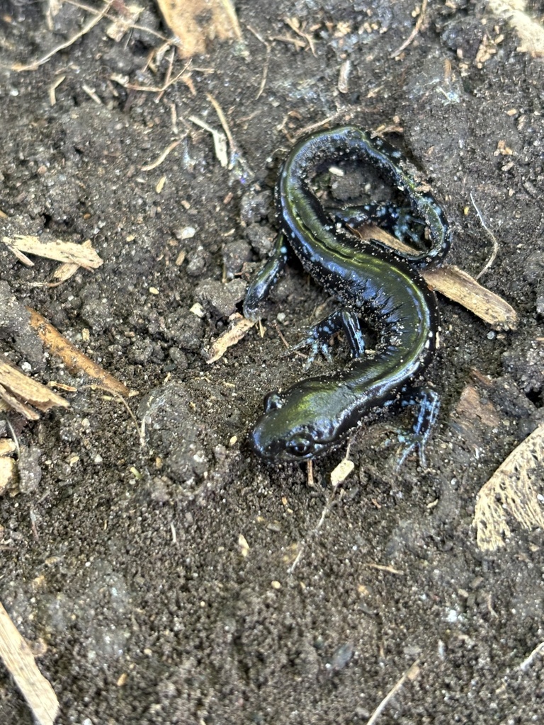 Blue-spotted Salamander from CR-110, Minnetrista, MN, US on September ...