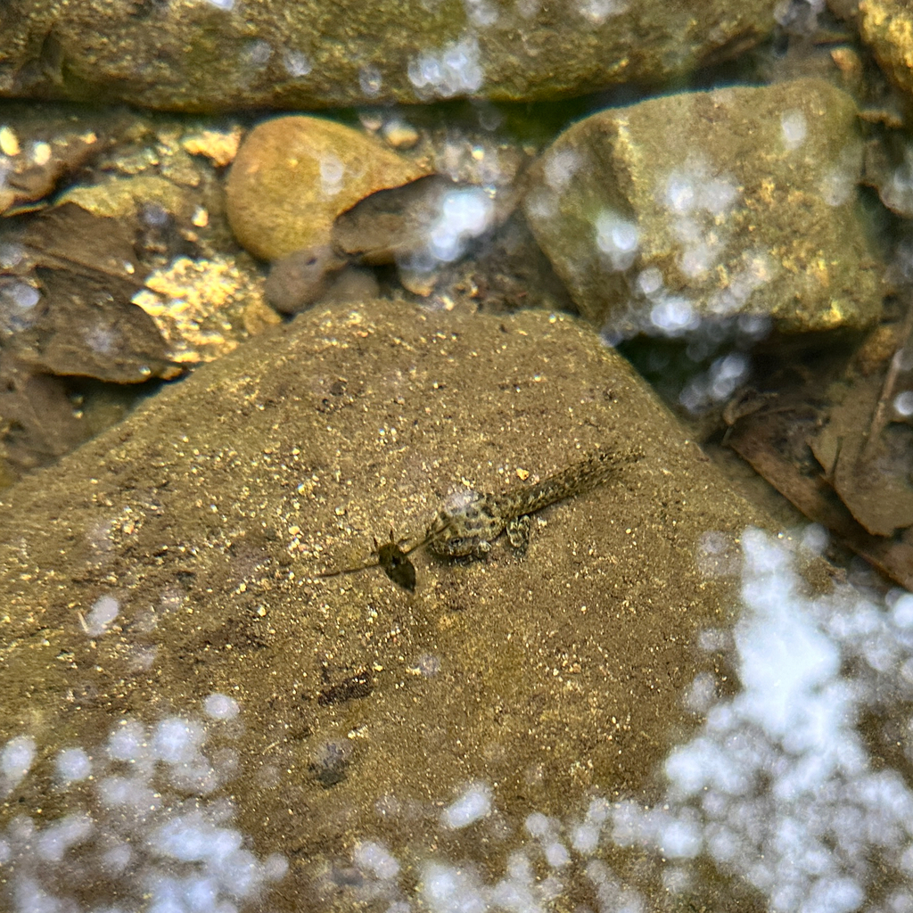 Milky Backswimmers from Los Angeles County, CA, USA on September 14 ...