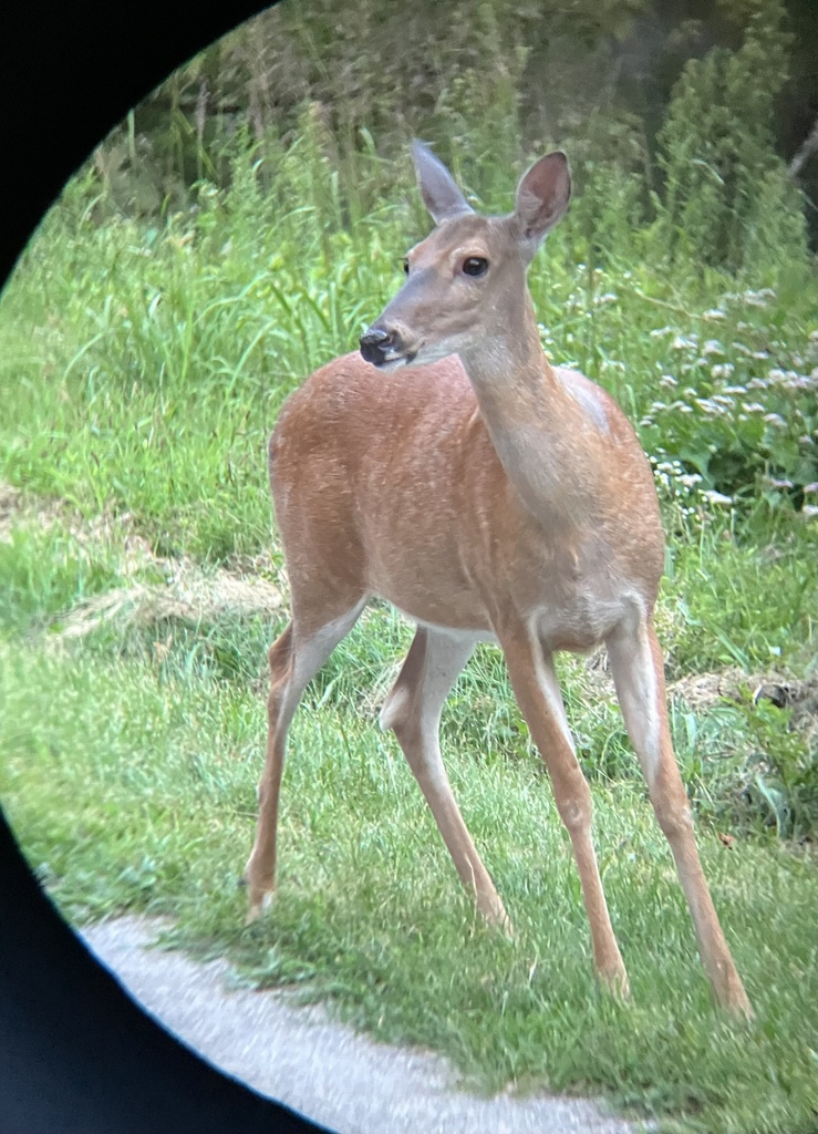 White-tailed Deer from Delaware and Raritan Canal, Princeton, NJ, US on ...