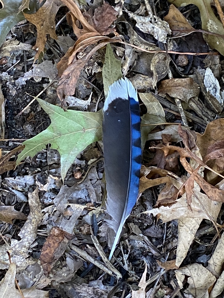 Blue Jay From Fannie Stebbins Wildlife Refuge 202 Bark Haul Rd Longmeadow Ma 01106 Usa On