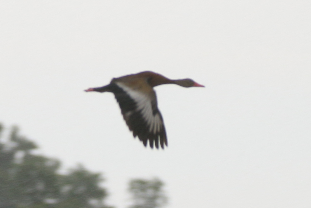 Black-bellied Whistling-Duck from Provincia de Puntarenas, Garabito ...