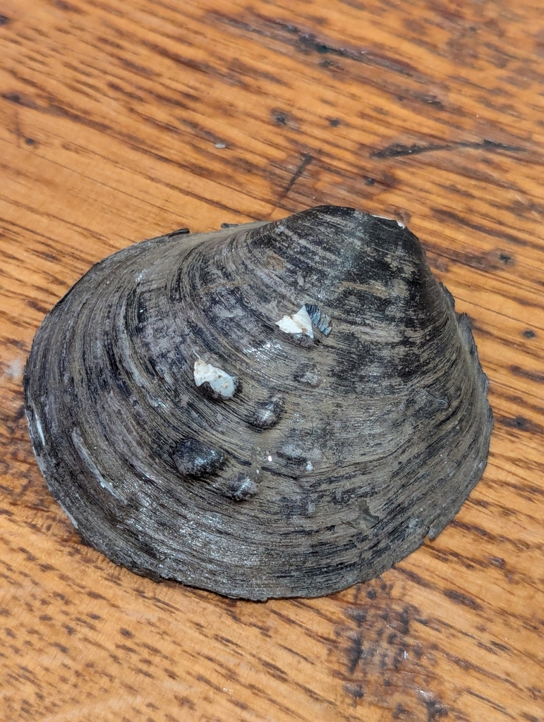 Pimpleback from Chattanooga, TN 37403, USA on September 16, 2024 at 07: ...