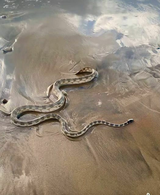 Spectacled Sea Snake from Mackay - Pt A, AU-QL, AU on September 15 ...