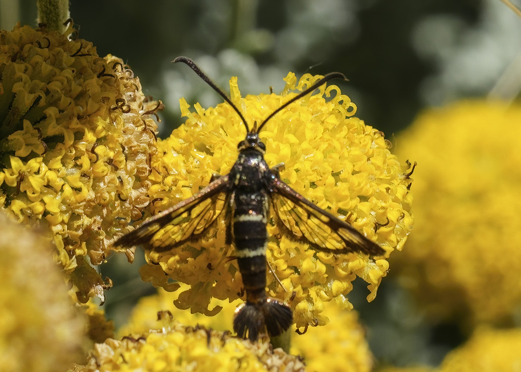 Strawberry Crown Moth from 619 Tanglewood Dr, Richland, WA 99352, USA ...