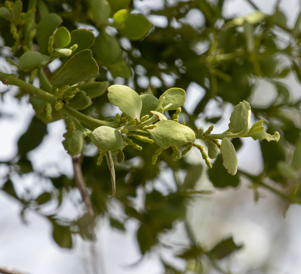 leafy mistletoes from Cochise County, AZ, USA on September 2, 2024 at ...