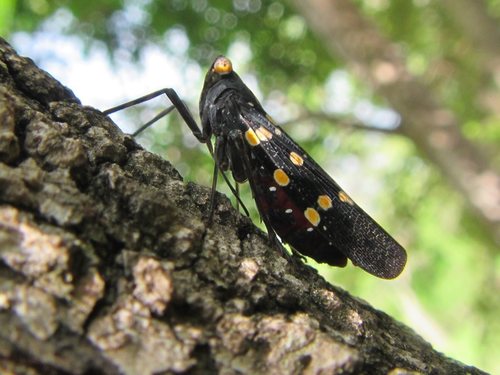 Desudaba danae · iNaturalist Mexico