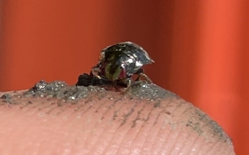 Pelocoris femoratus from Pymatuning Reservoir, Linesville, PA, US on ...