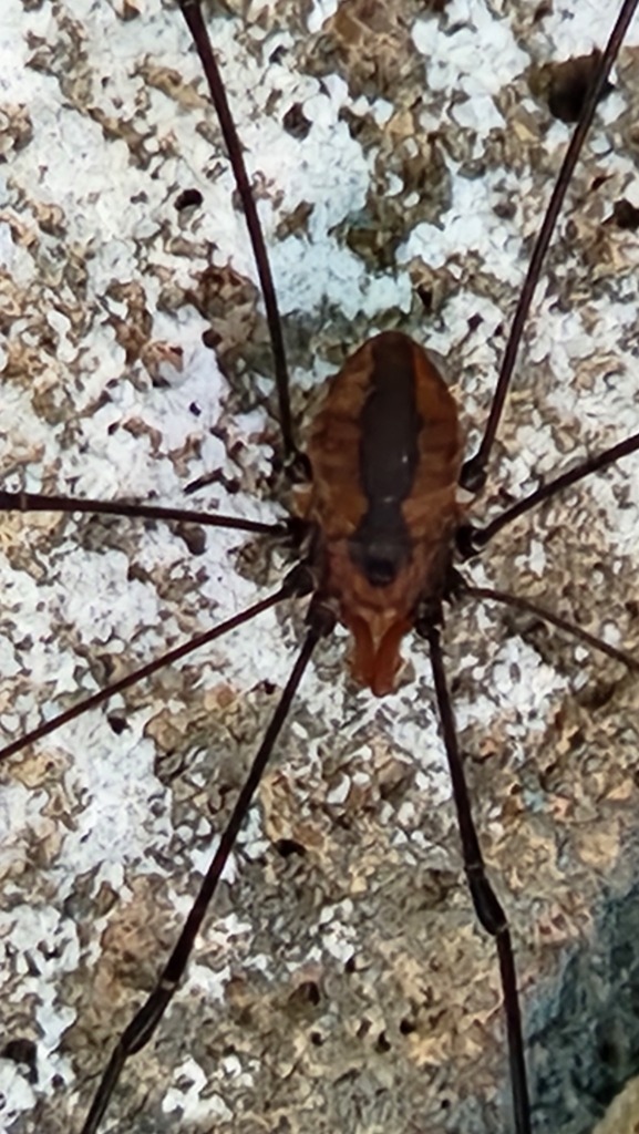 Eastern Harvestman from Fort Washington, MD, USA on September 14, 2024 ...