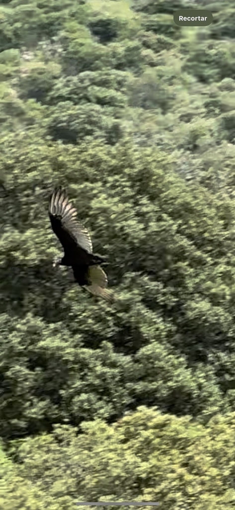 Turkey Vulture from León, Gto., MX on September 16, 2024 at 01:13 PM by ...