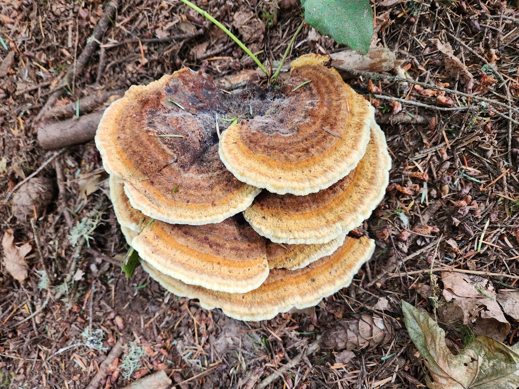 Dyer's Polypore from Tacoma, WA 98407, USA on September 16, 2024 at 01: ...