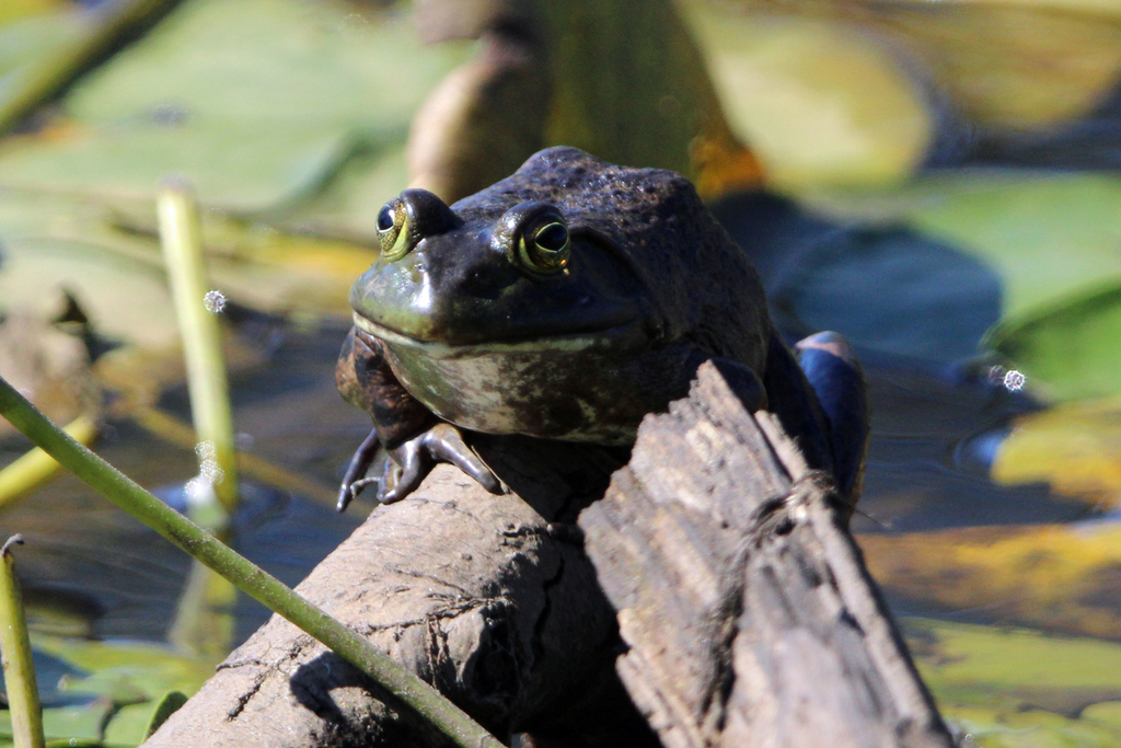 American Bullfrog from Wahkiakum County, WA, USA on September 16, 2024 ...