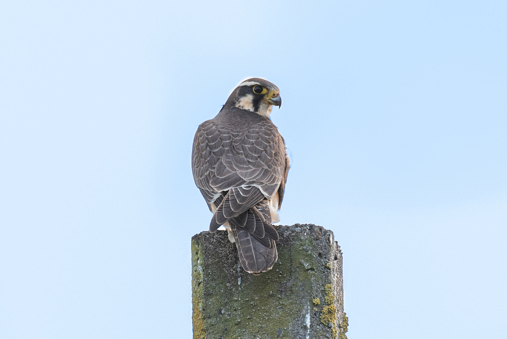 Aplomado Falcon from Osorno, Los Lagos, Chile on September 6, 2024 at ...